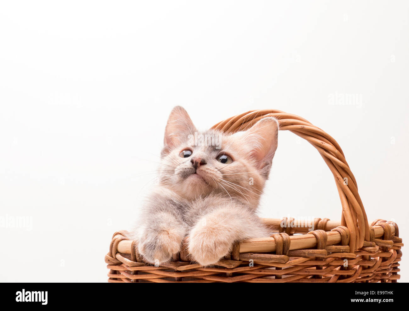 Little funny kitten Stock Photo - Alamy
