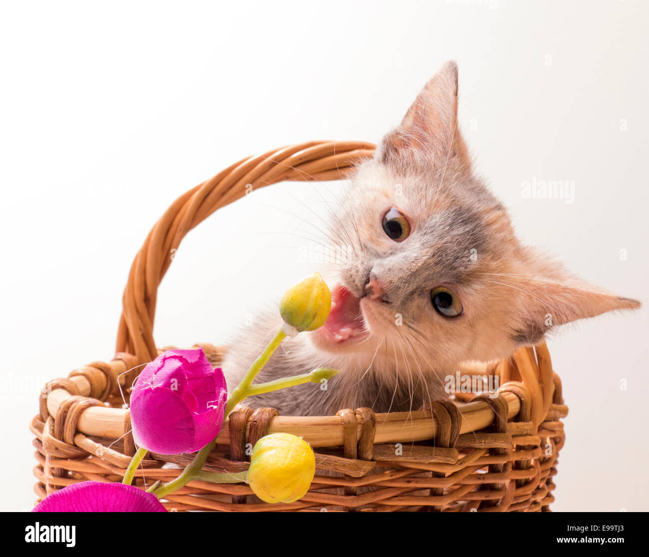 Little funny kitten Stock Photo - Alamy
