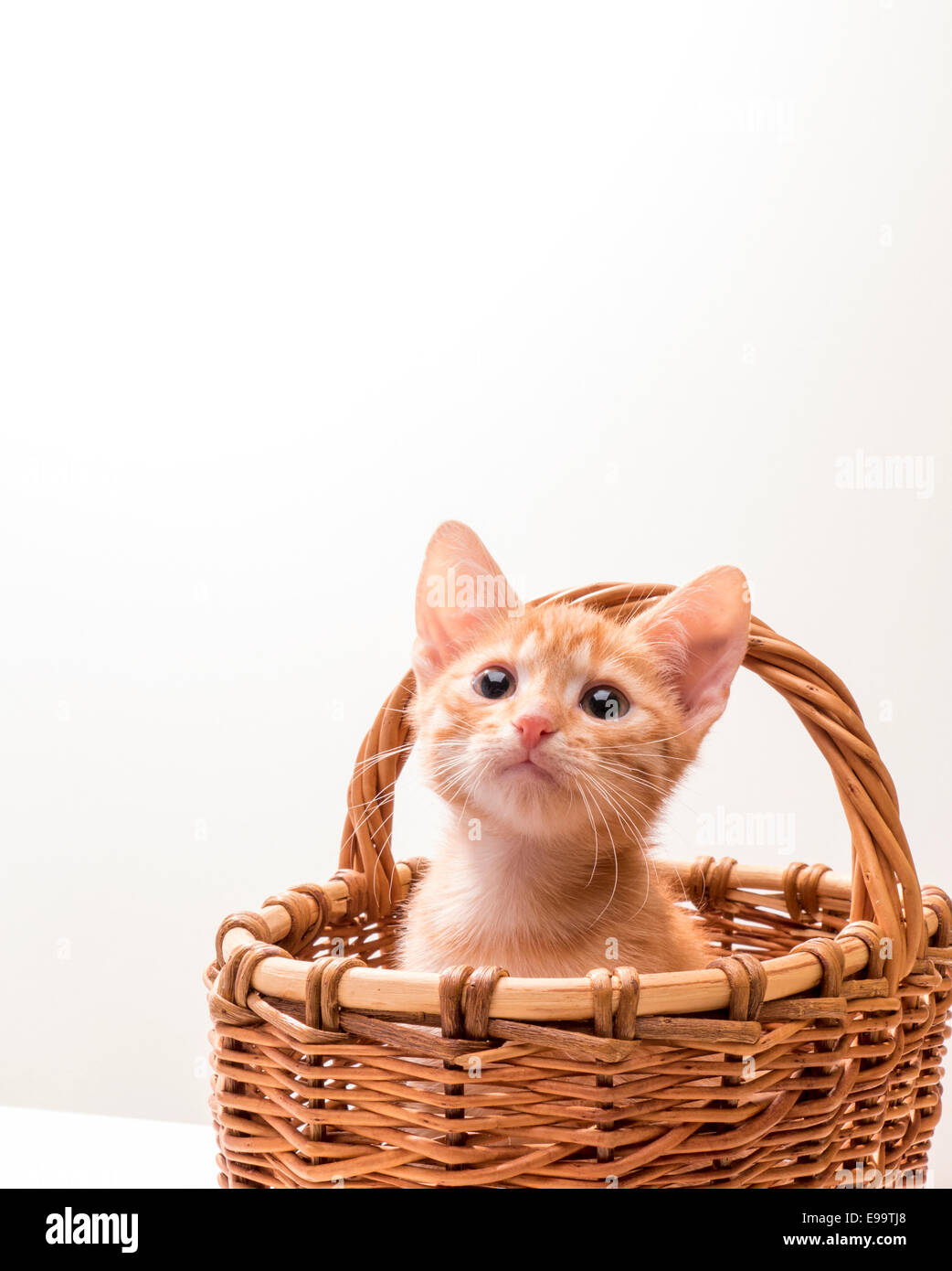 Little funny kitten Stock Photo - Alamy