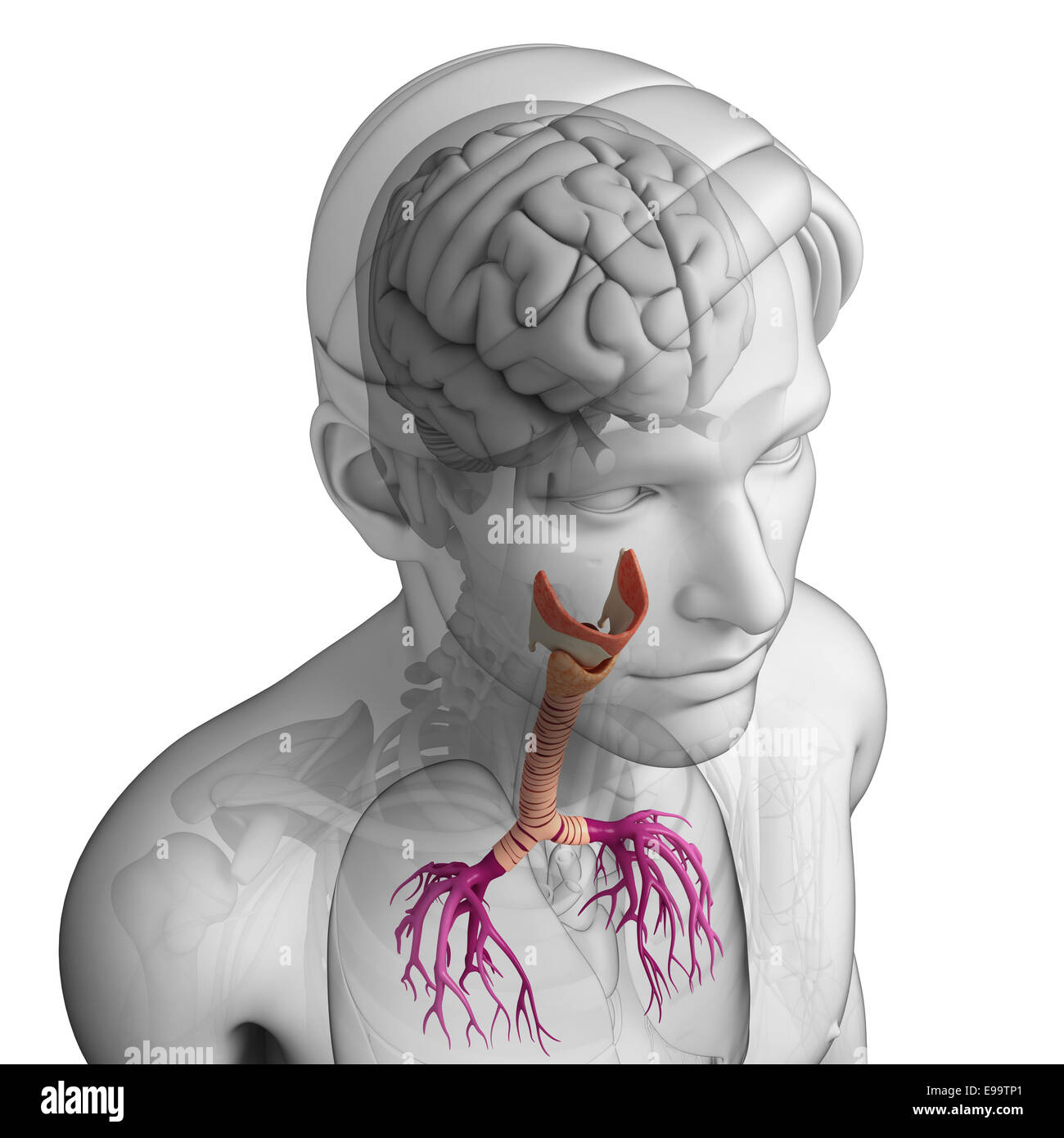 Illustration of male throat anatomy Stock Photo - Alamy