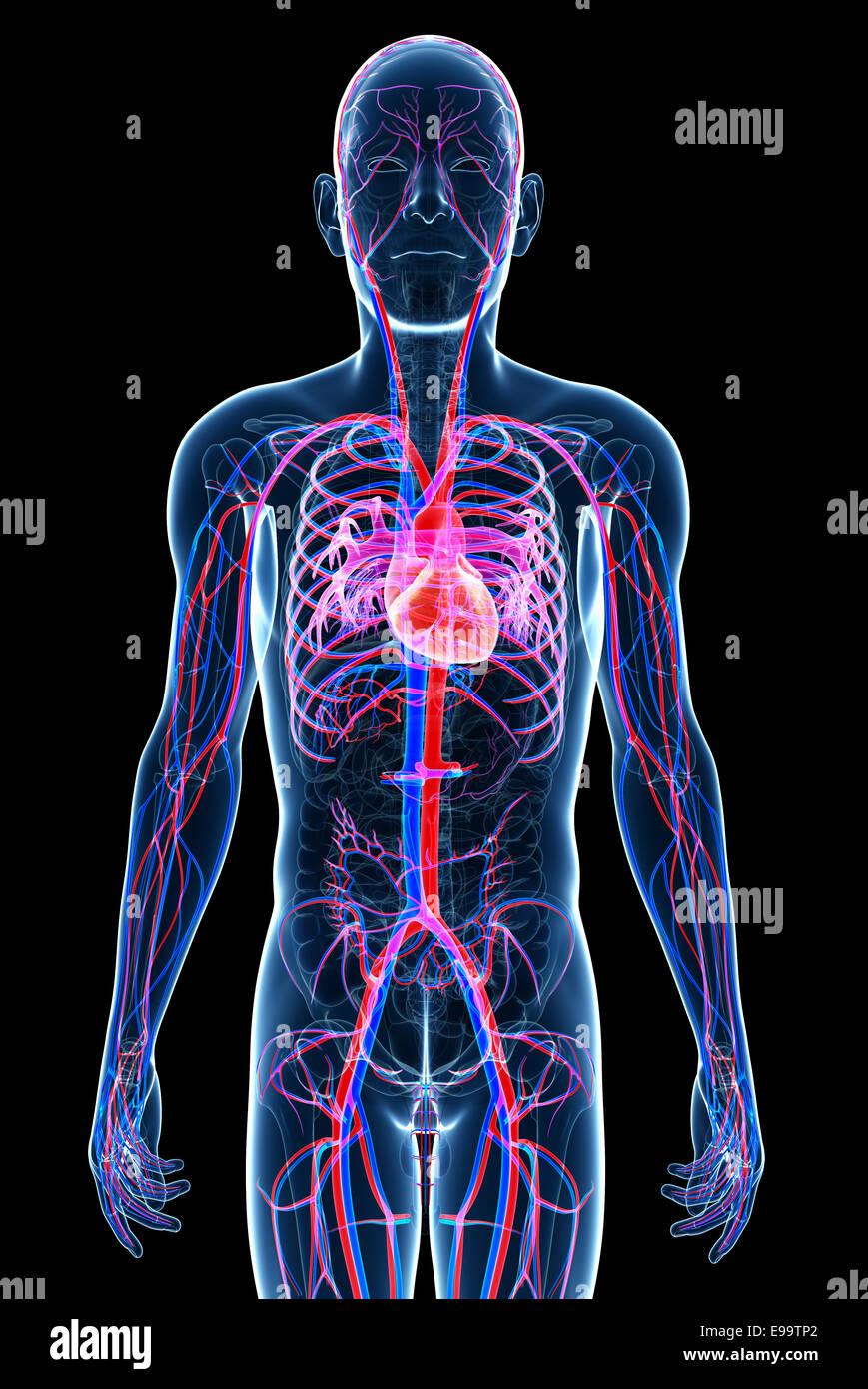 Illustration of Male circulatory system Stock Photo - Alamy