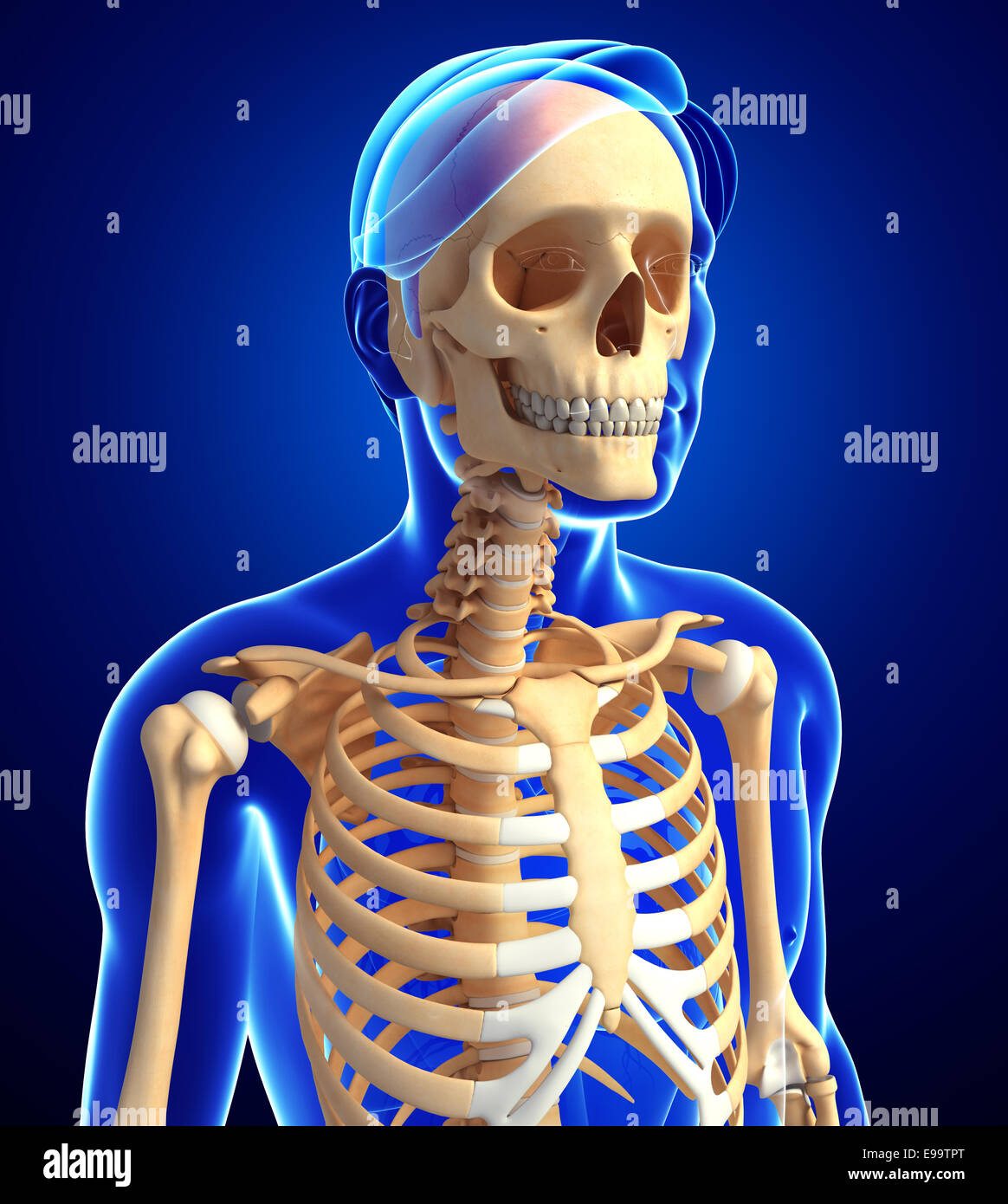 Illustration of human skeleton anatomy Stock Photo - Alamy