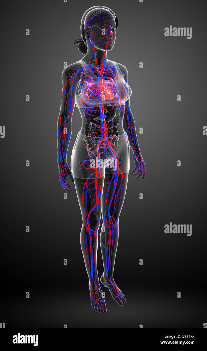 Illustration of female circulatory system Stock Photo - Alamy