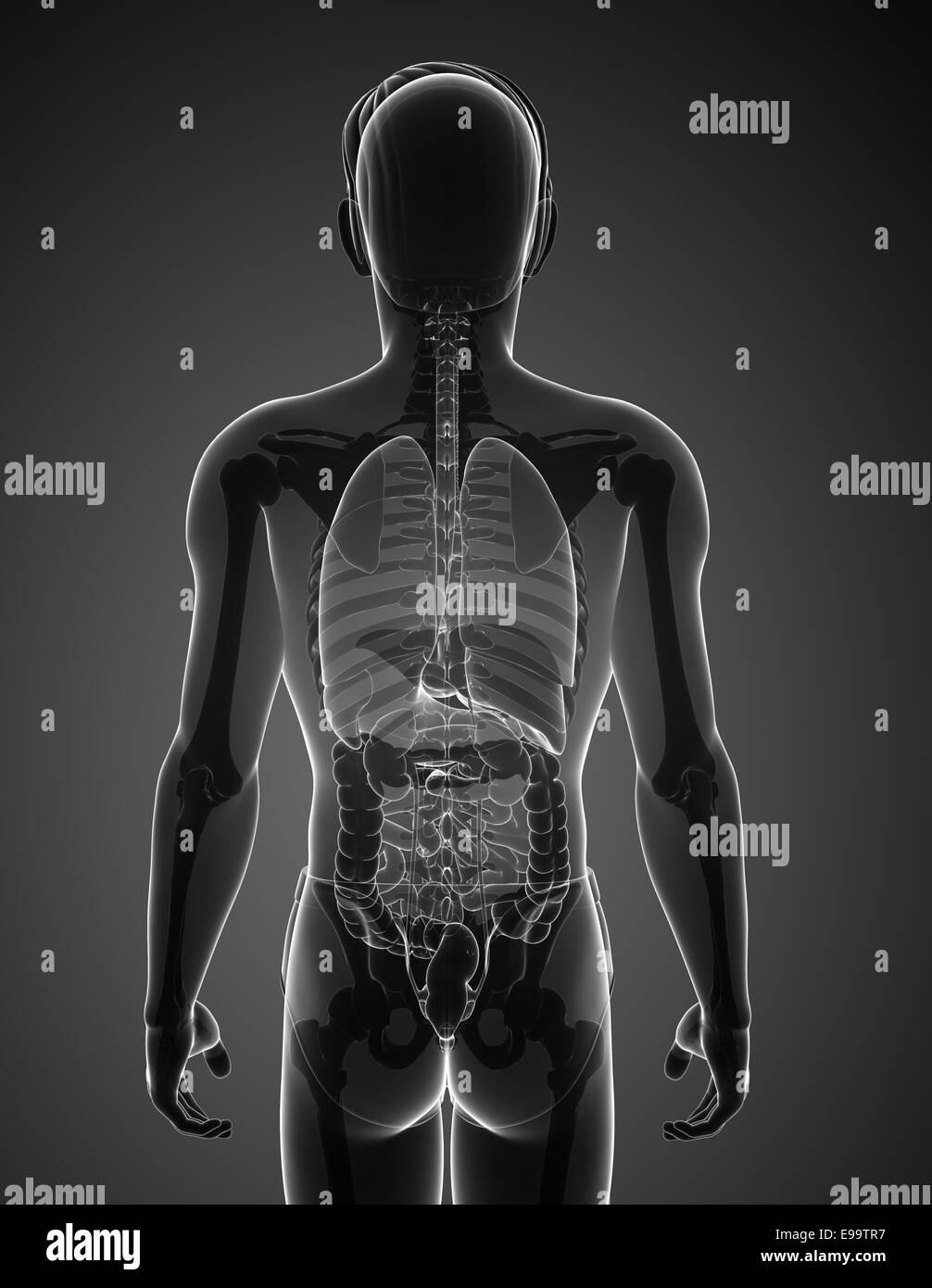 Illustration of xray male digestive system artwork Stock Photo - Alamy