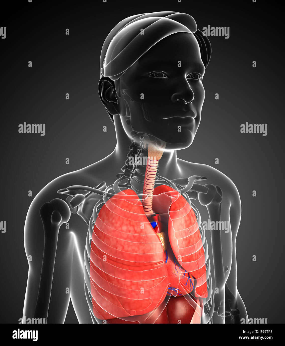 Illustration of male respiratory system Stock Photo - Alamy