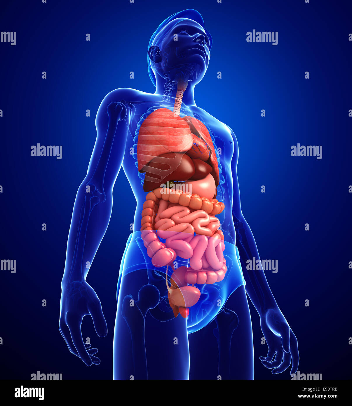Illustration of male digestive system artwork Stock Photo - Alamy
