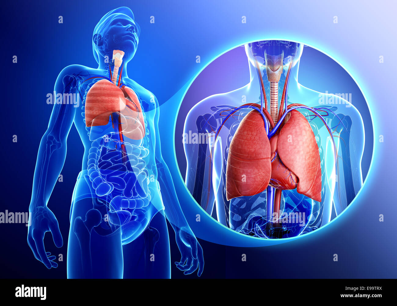 Illustration of male lungs anatomy Stock Photo - Alamy
