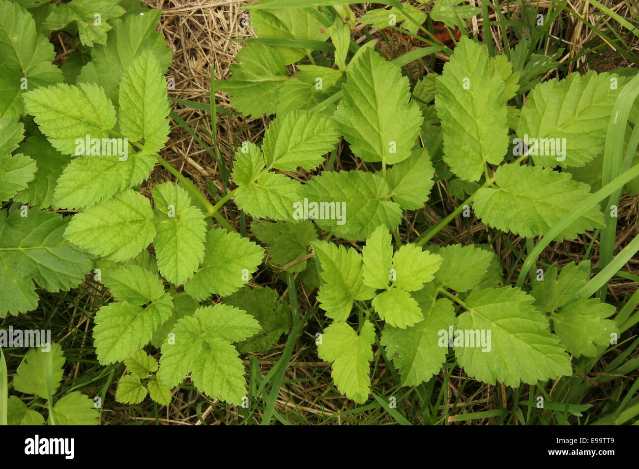Ground elder (Aegopodium podagraria Stock Photo - Alamy