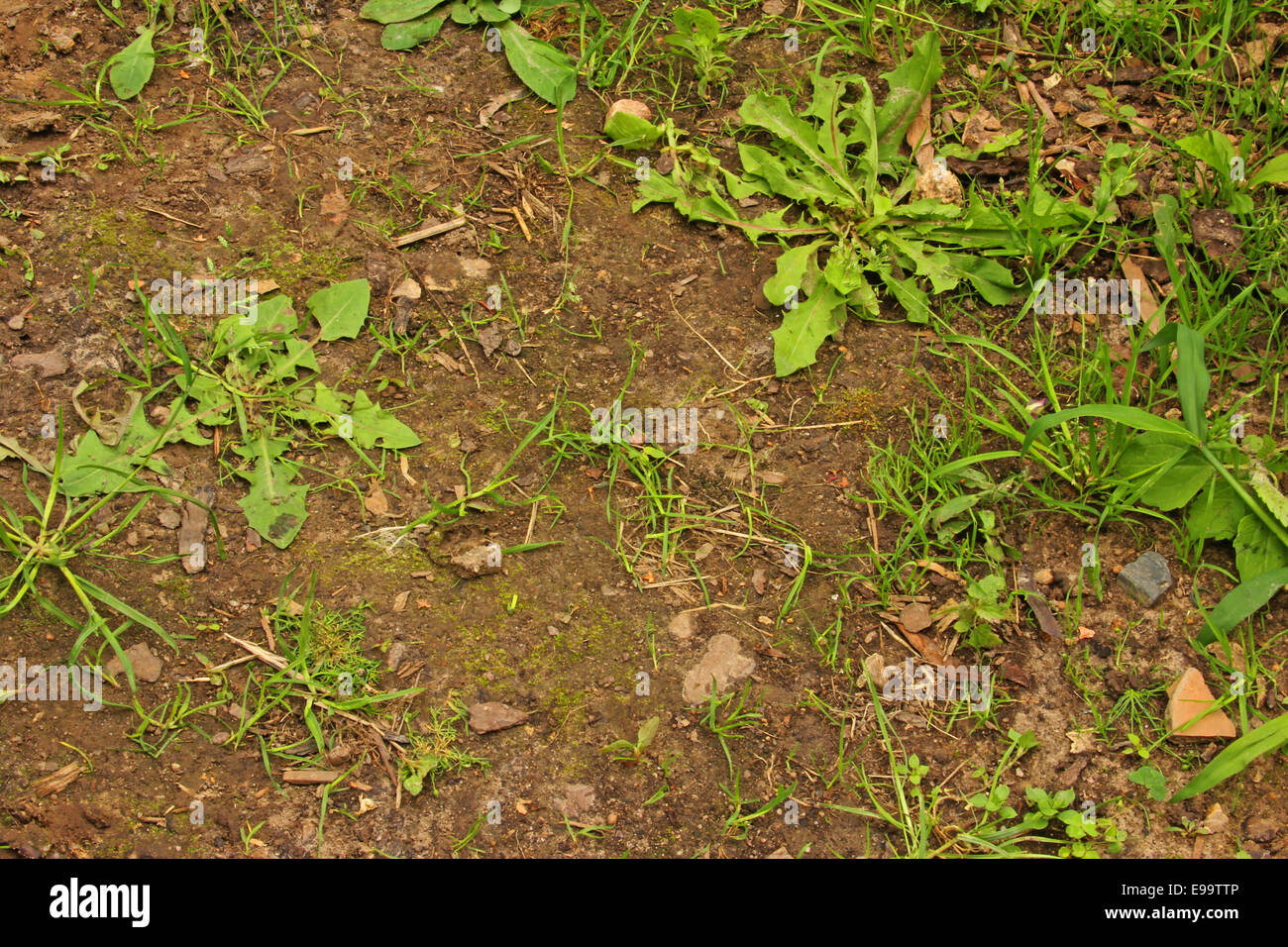 Weeds on a garden path Stock Photo - Alamy