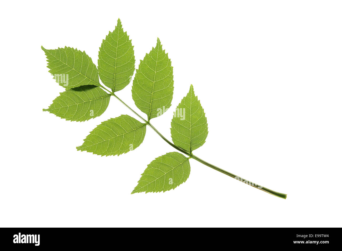 Ash fraxinus excelsior oleaceae hi-res stock photography and images - Alamy