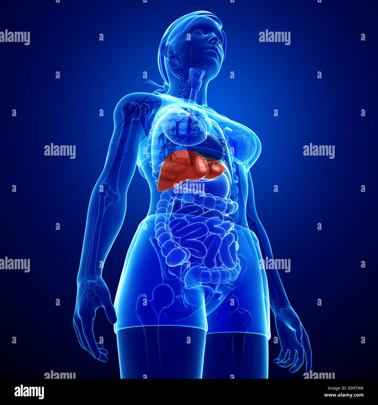 Illustration of Female liver anatomy Stock Photo - Alamy