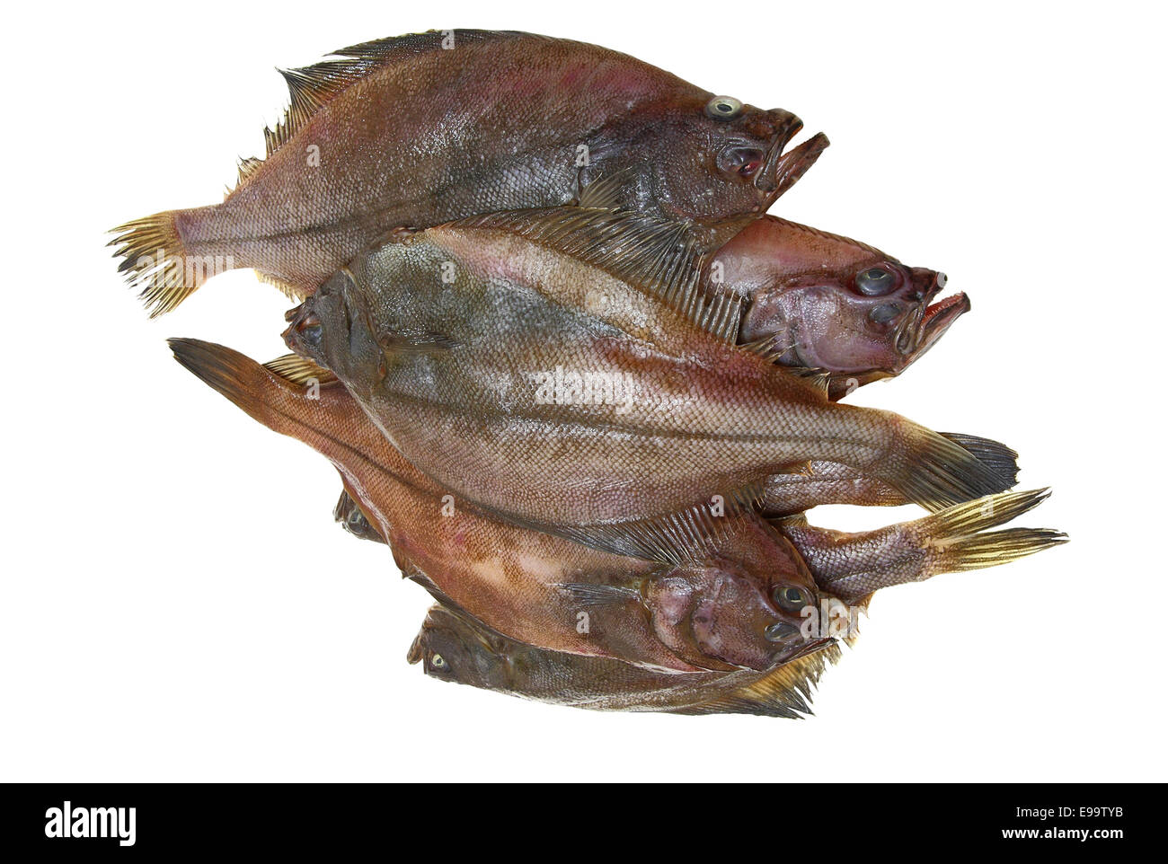 Flat fishes hi-res stock photography and images - Alamy
