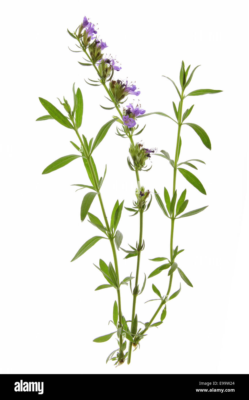 Hyssop (Hyssopus officinalis Stock Photo - Alamy
