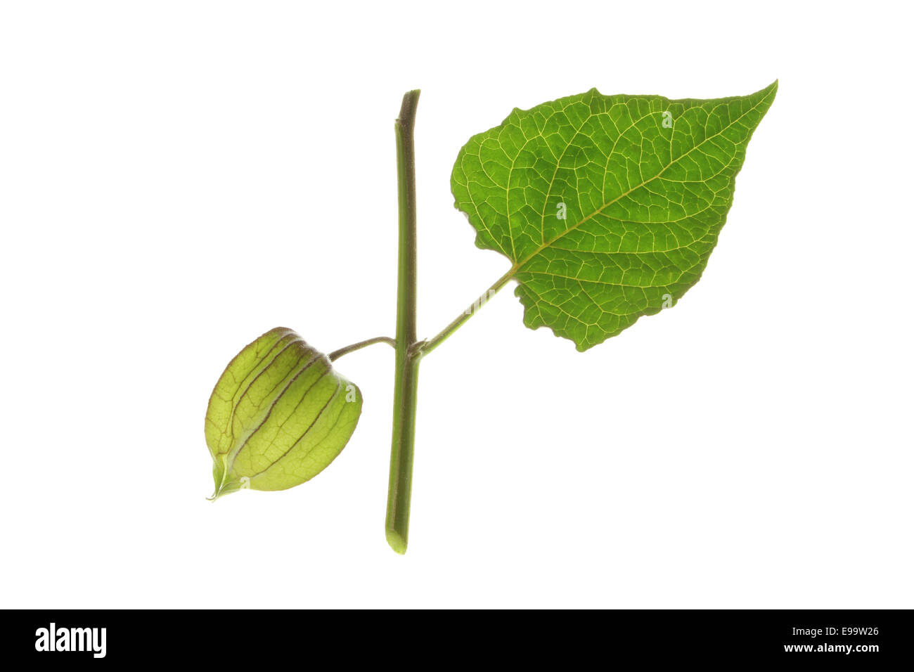 Physalis peruviana plant hi-res stock photography and images - Alamy