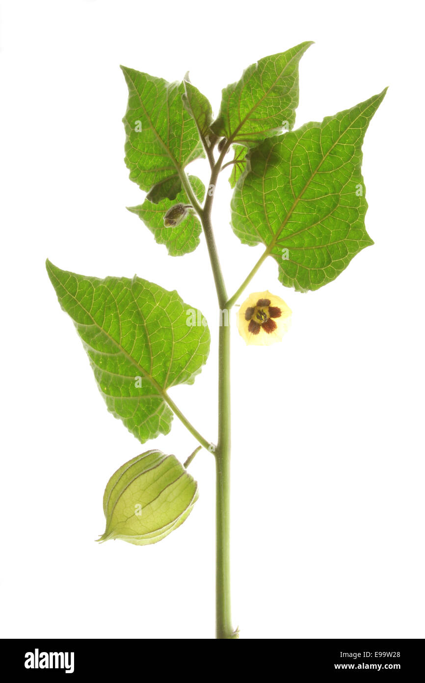 Physalis peruviana plant hi-res stock photography and images - Alamy
