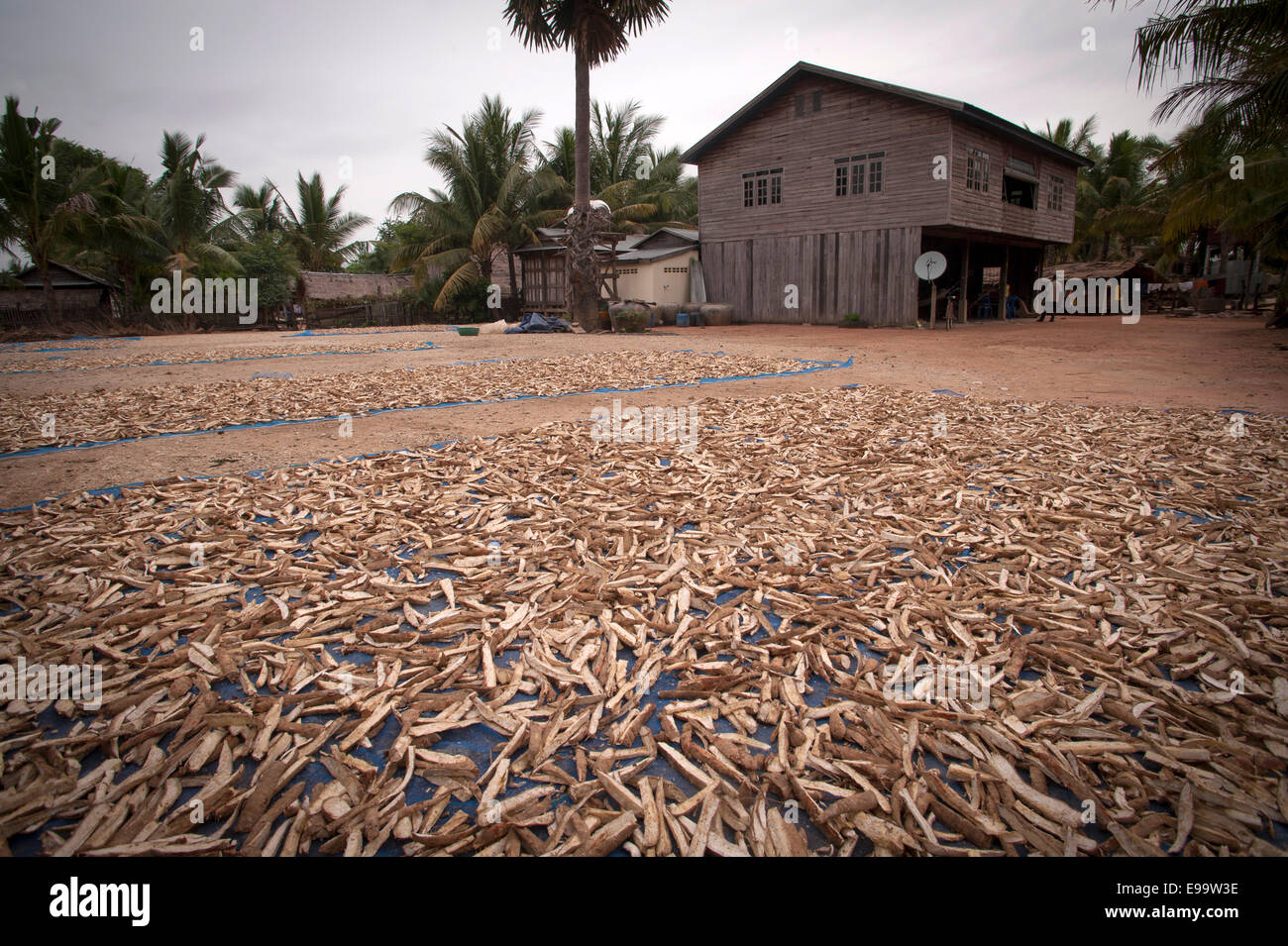 Drying Cassava High Resolution Stock Photography and Images - Alamy