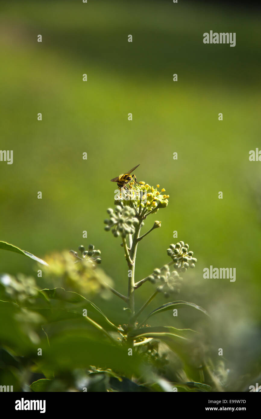 Common ivy (Hedera helix) with bee Stock Photo - Alamy