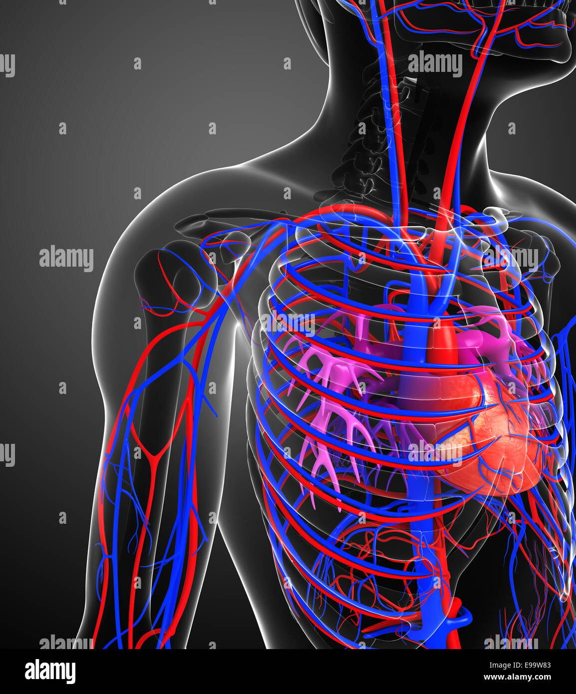 Illustration of Male heart circulatory system Stock Photo - Alamy