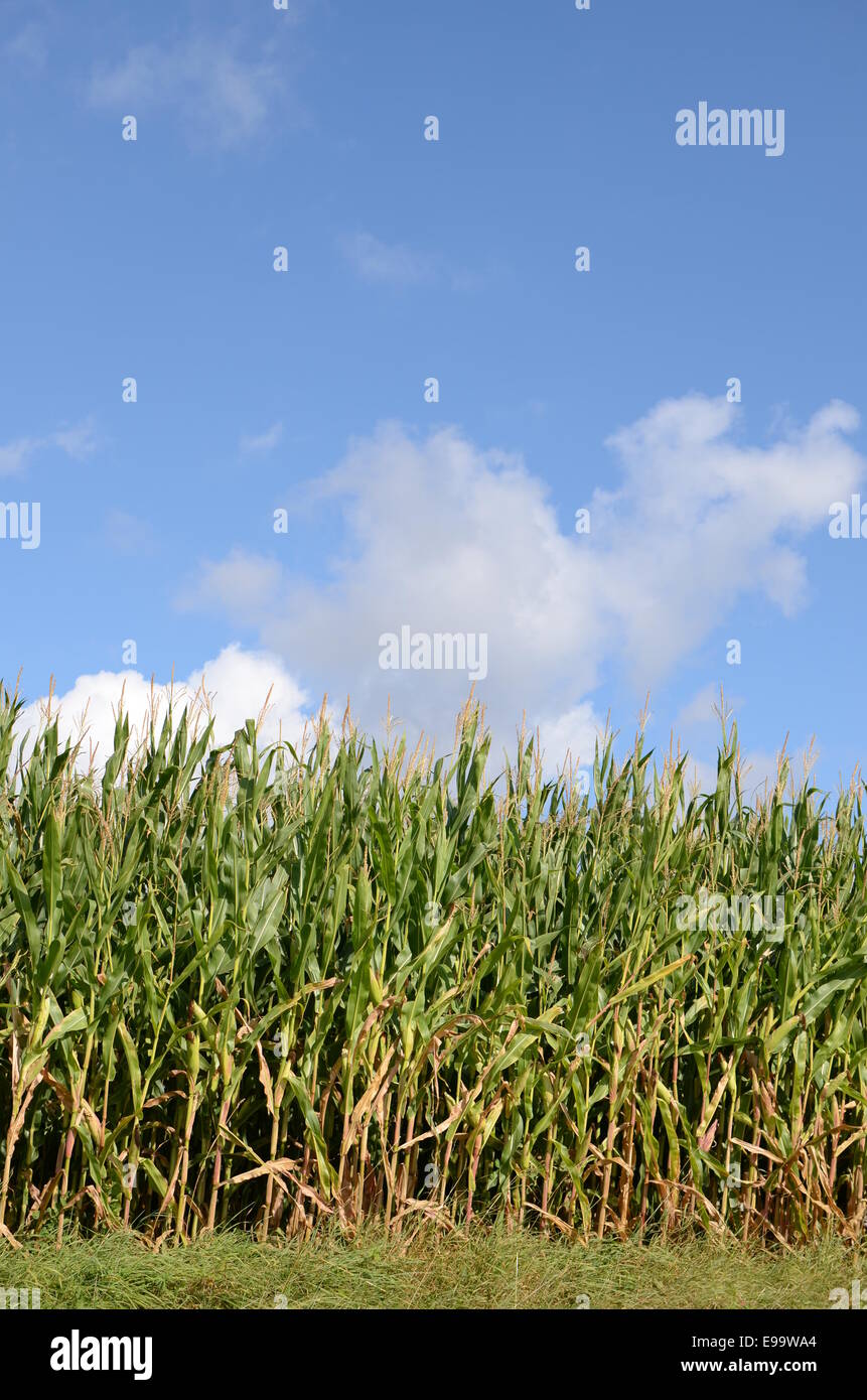 Corn silo hi-res stock photography and images - Alamy