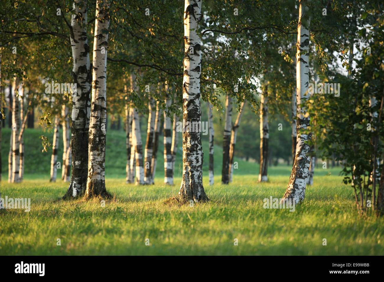 Birch grove hi-res stock photography and images - Alamy