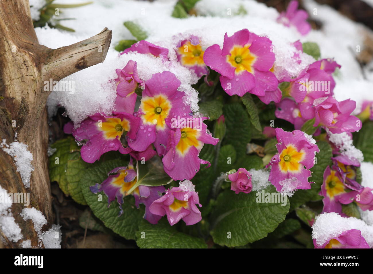 After snowfall hi-res stock photography and images - Alamy