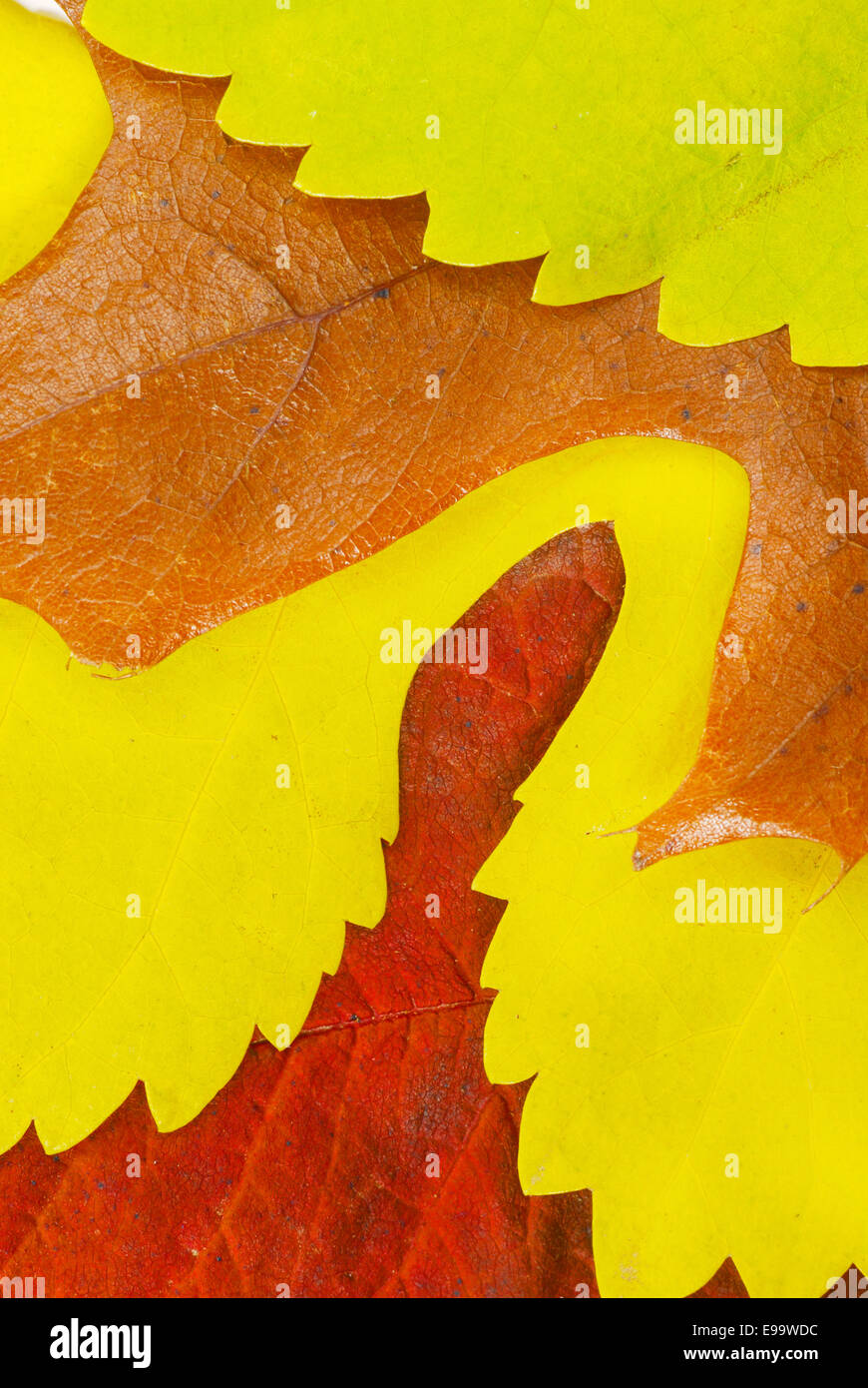 Collage various leaves hi-res stock photography and images - Alamy