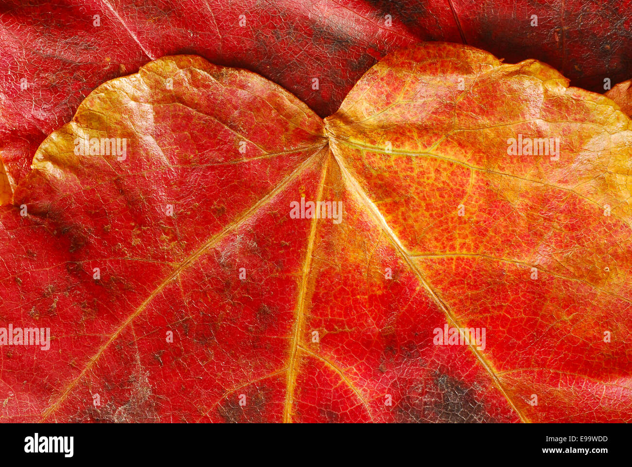 Red autumn leaf texture Stock Photo - Alamy
