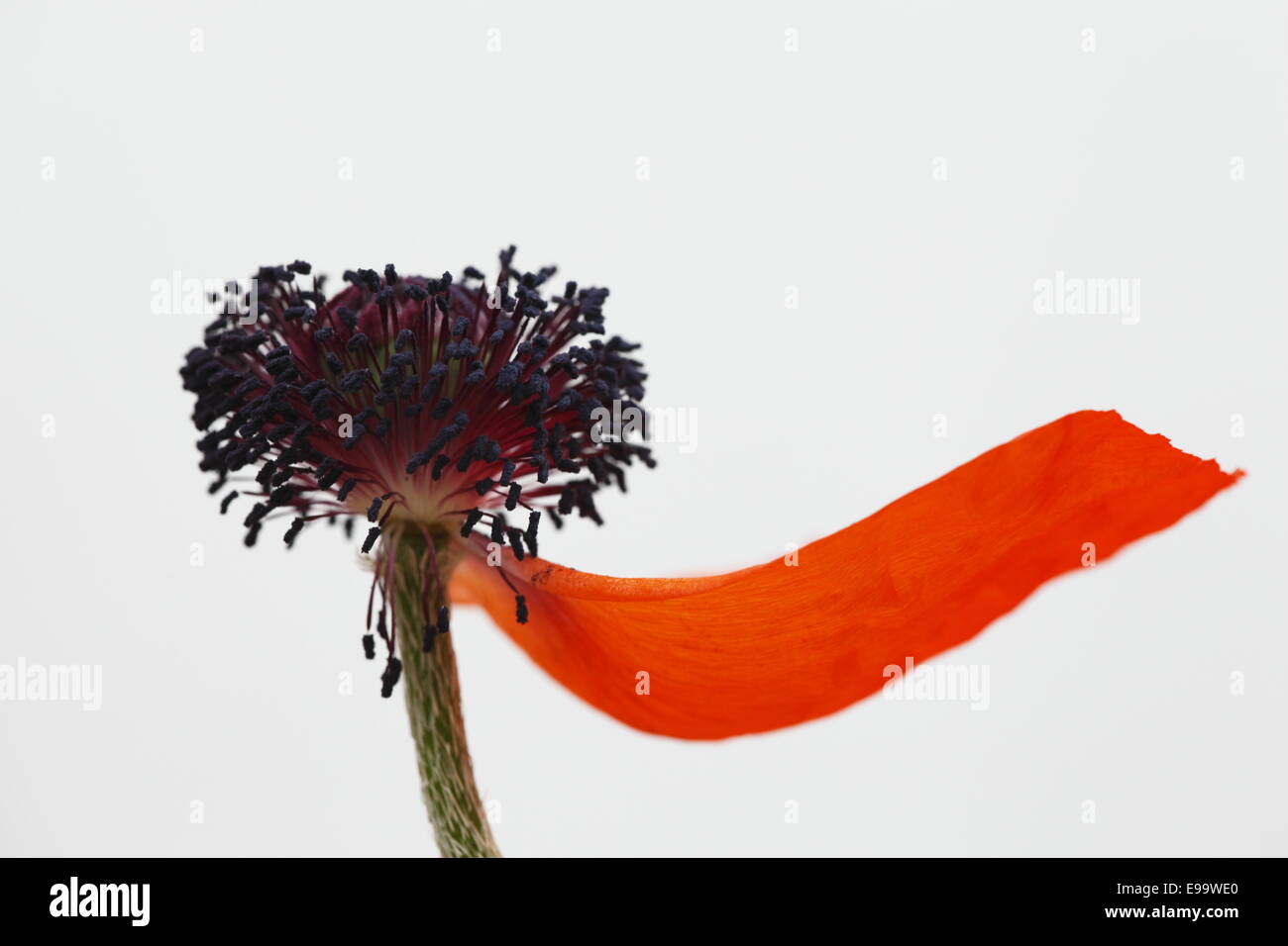 Faded poppy hi-res stock photography and images - Alamy