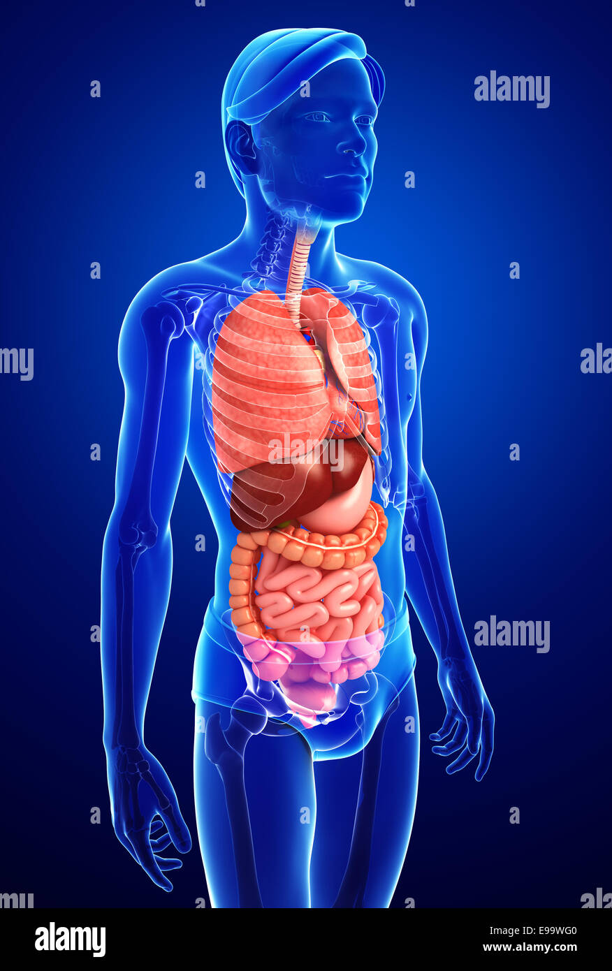 Illustration of male digestive system artwork Stock Photo - Alamy