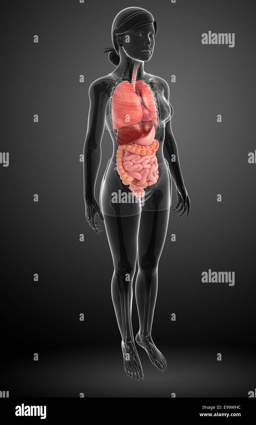 Illustration of female digestive system Stock Photo - Alamy
