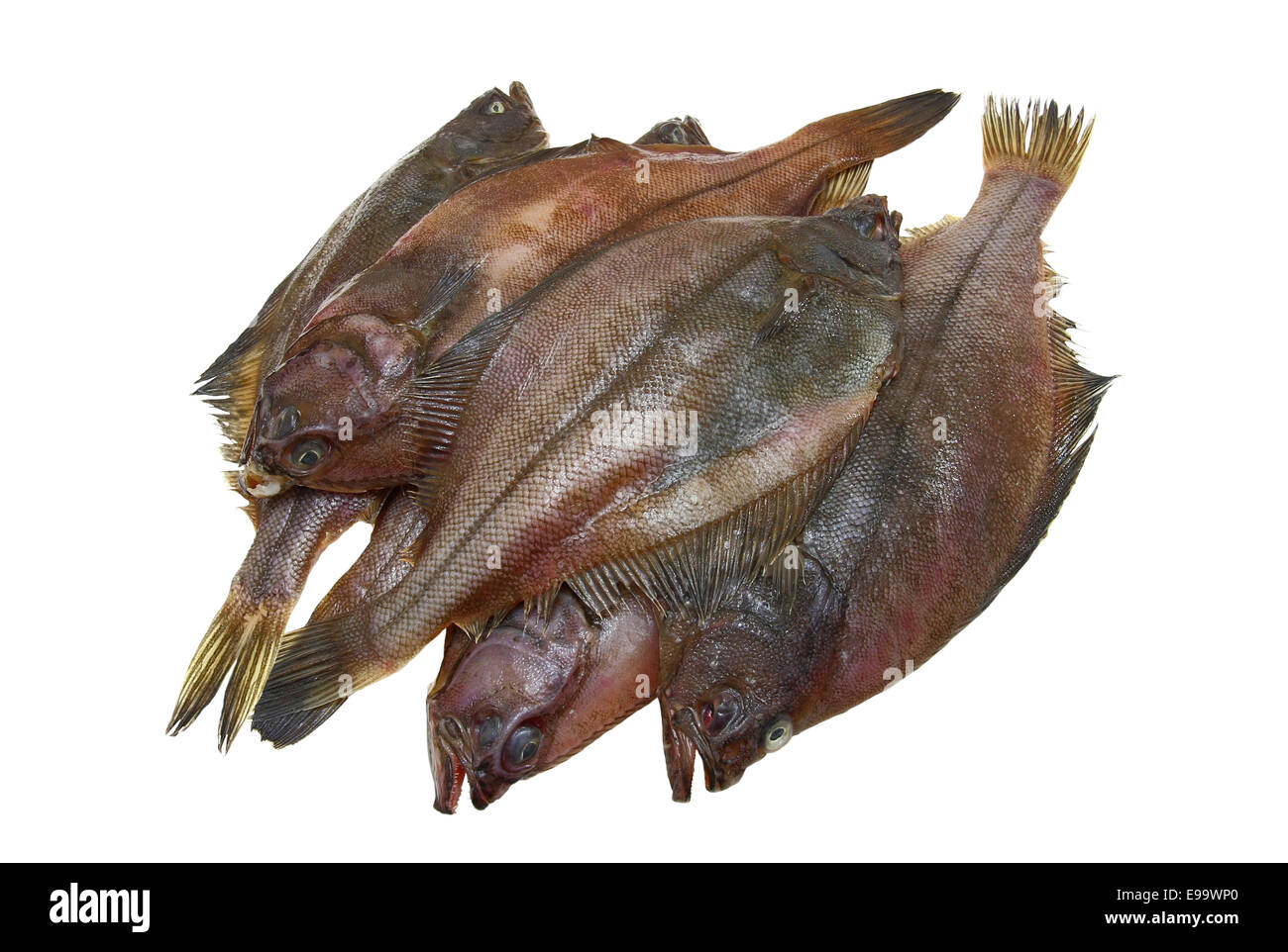 Flat fishes hi-res stock photography and images - Alamy
