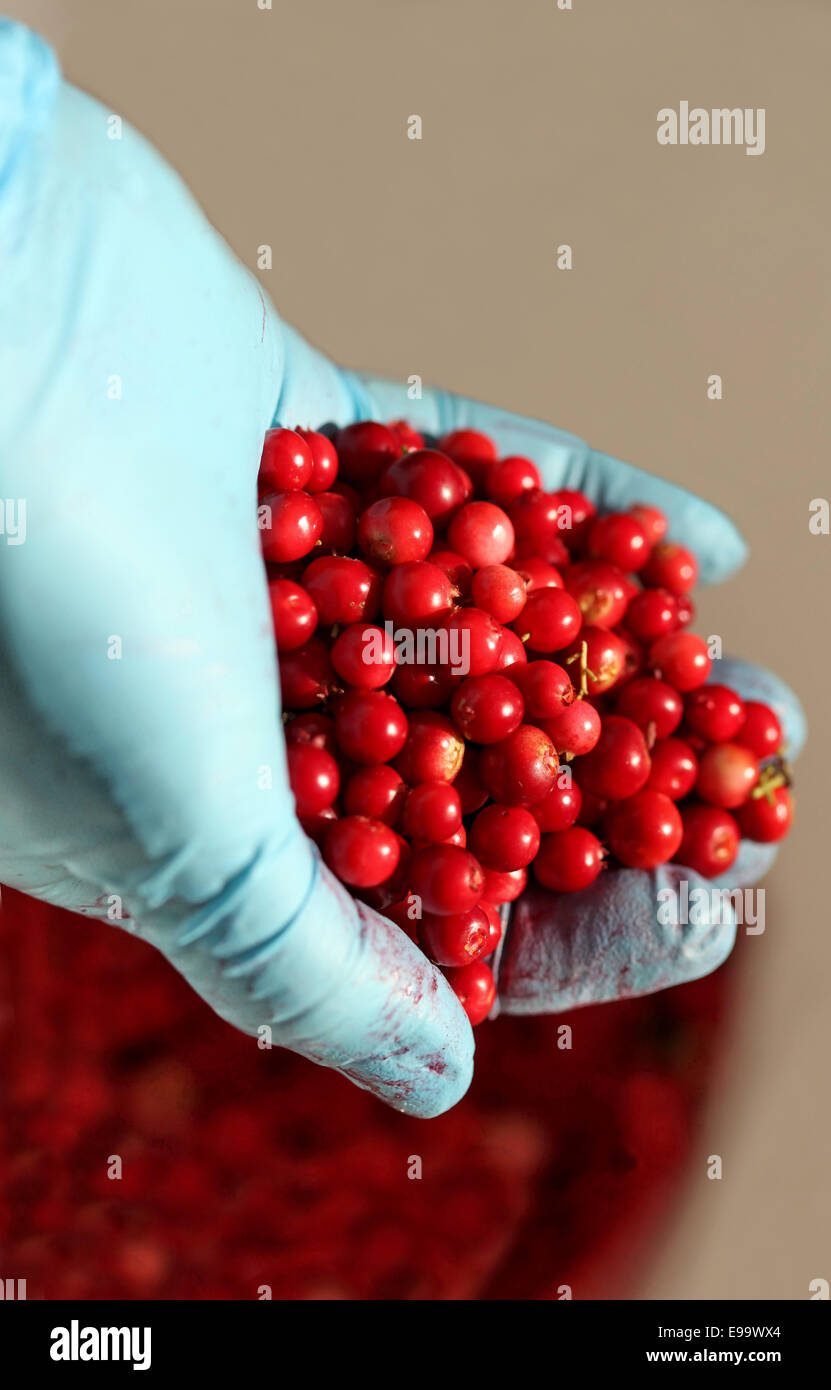 Red bilberry in hand Stock Photo - Alamy