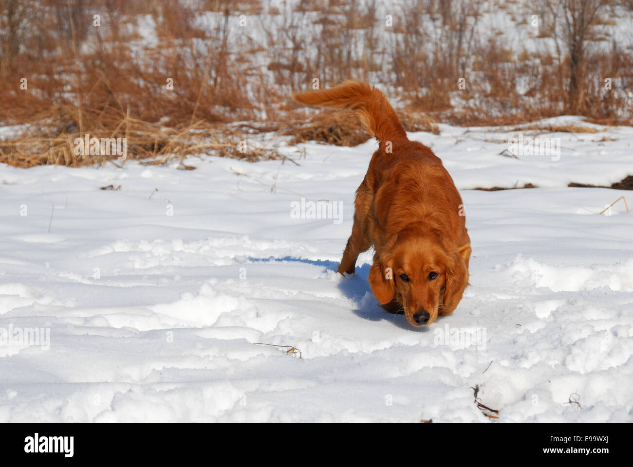 Stiff dog hi-res stock photography and images - Alamy