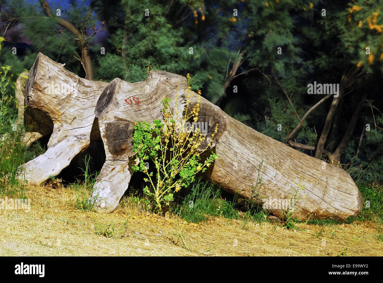 Trunk of a tree by night Stock Photo - Alamy