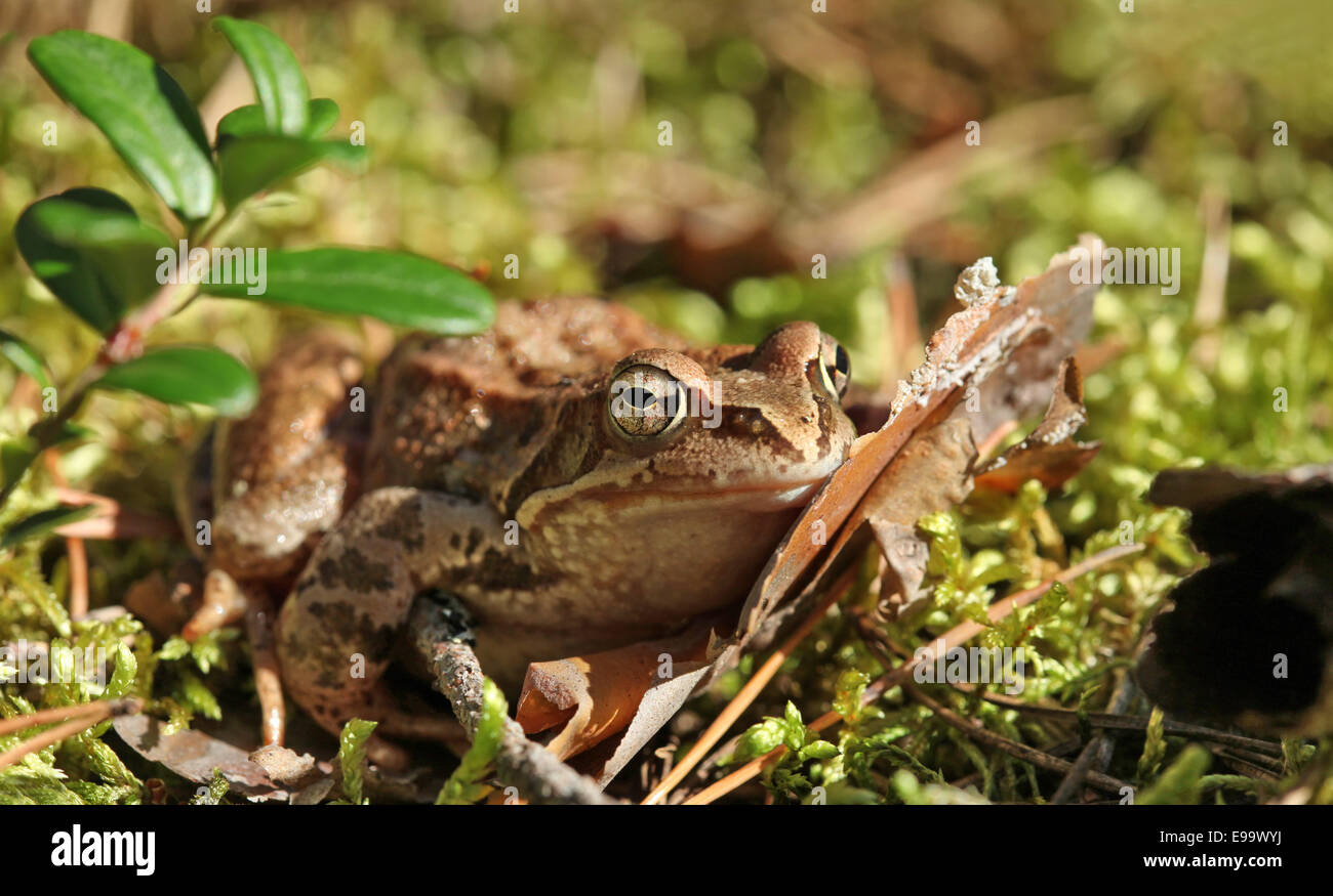 Toad jumping hi-res stock photography and images - Alamy
