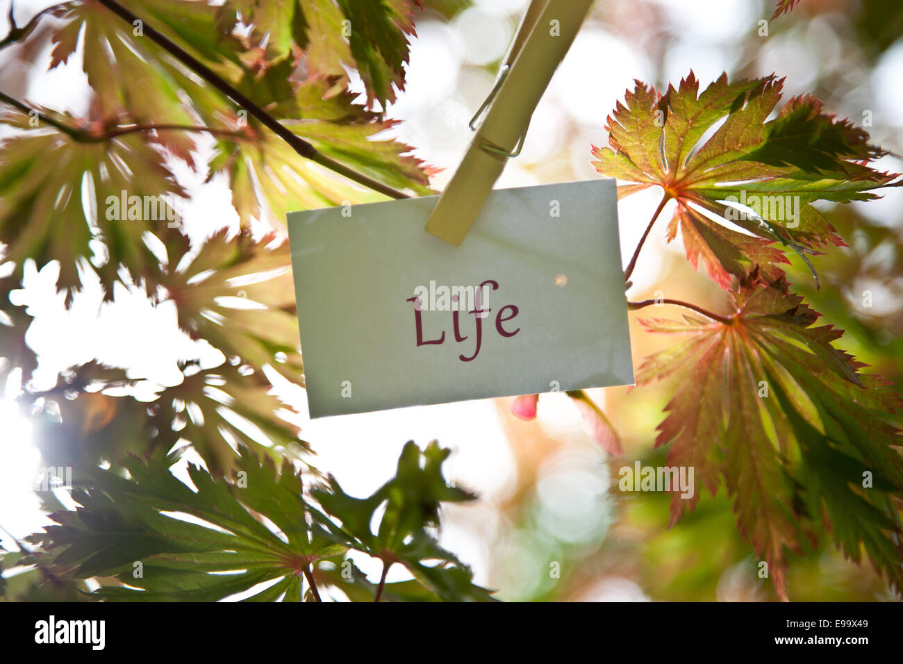 The word Life on paper in nature Stock Photo - Alamy