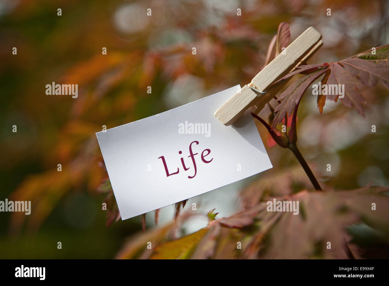 The word Life on paper in nature Stock Photo - Alamy