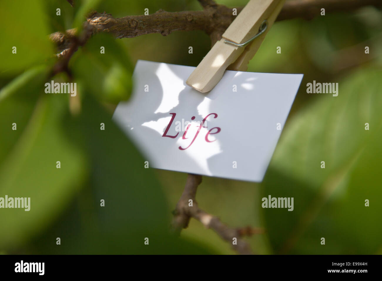 The word Life on paper in nature Stock Photo - Alamy