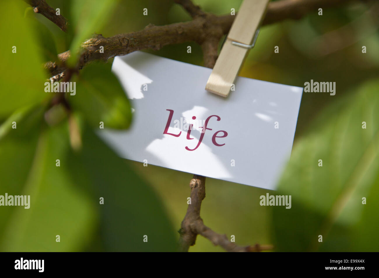 The word Life on paper in nature Stock Photo - Alamy