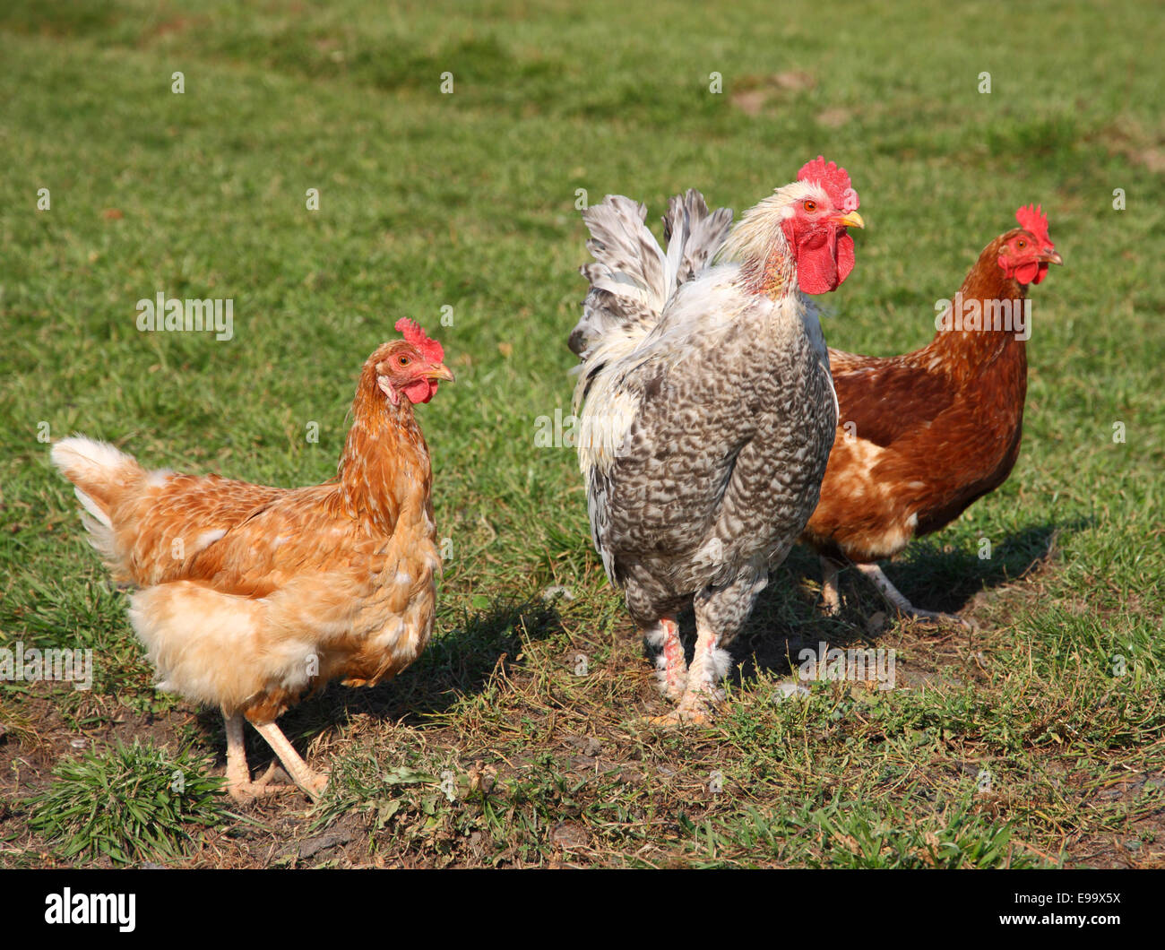 A brightly colored cockerel and chicken Stock Photo - Alamy
