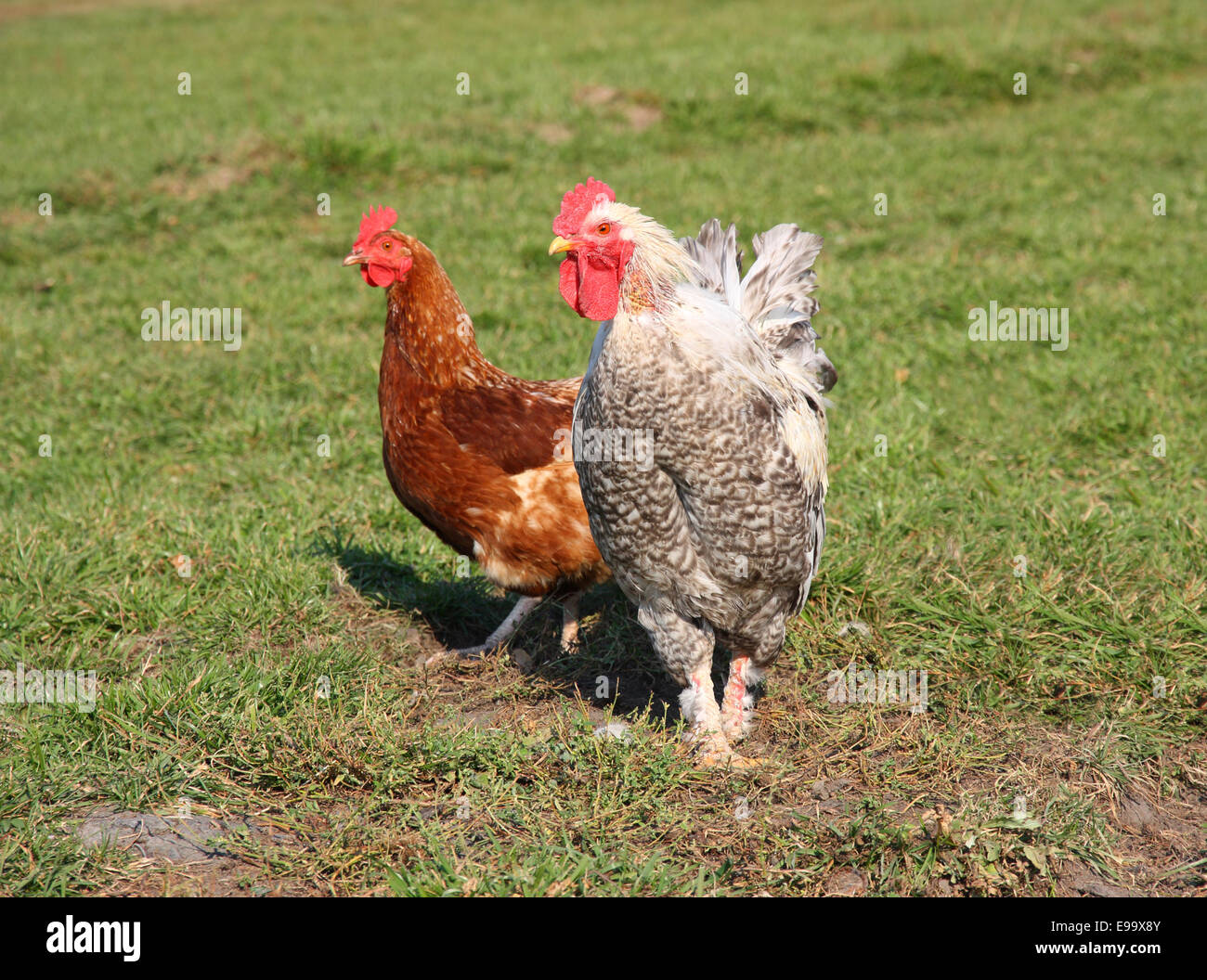 A brightly colored cockerel and chicken Stock Photo - Alamy