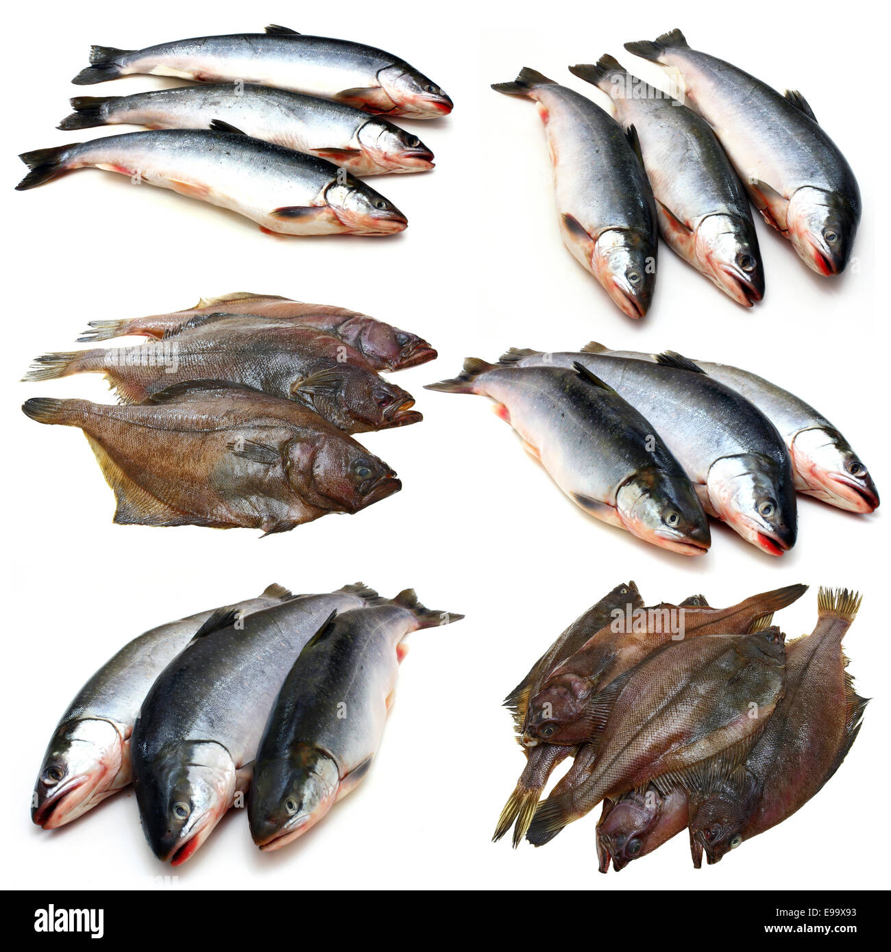 Set fish collection Stock Photo - Alamy