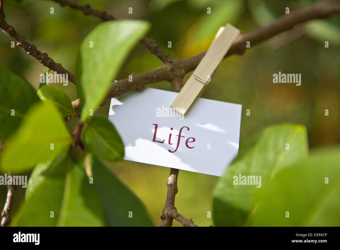 The word Life on paper in nature Stock Photo - Alamy