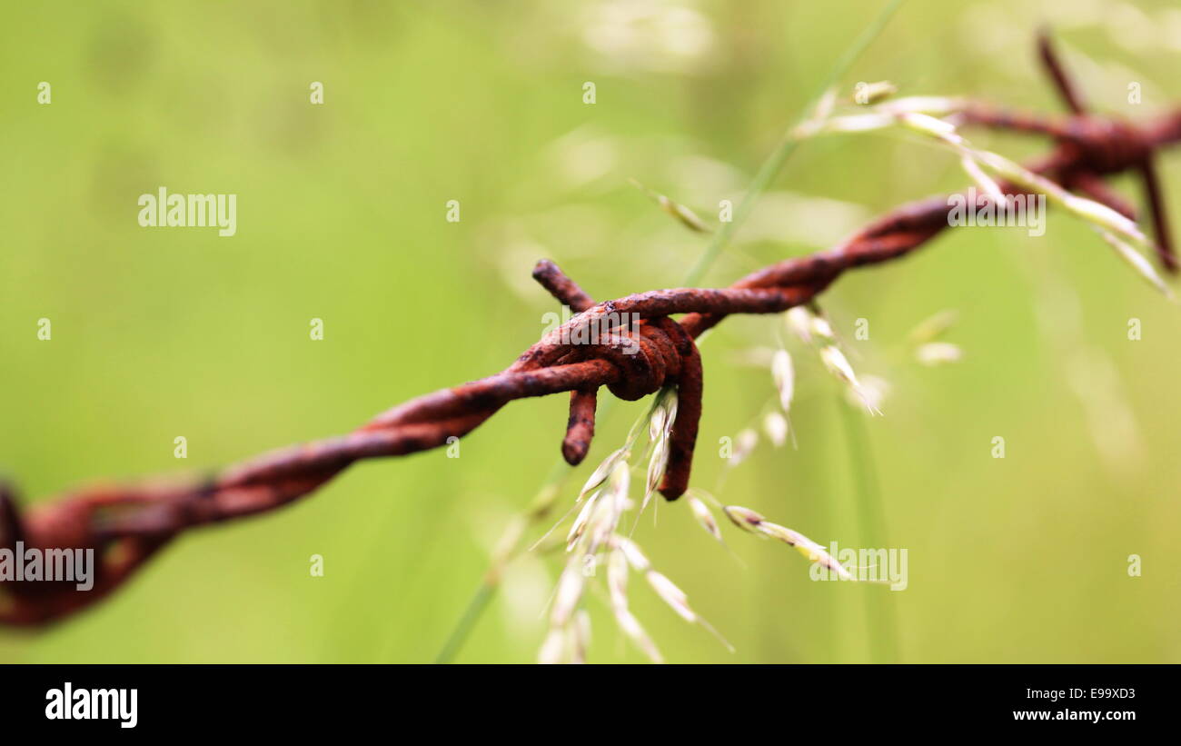Meadow border hi-res stock photography and images - Alamy