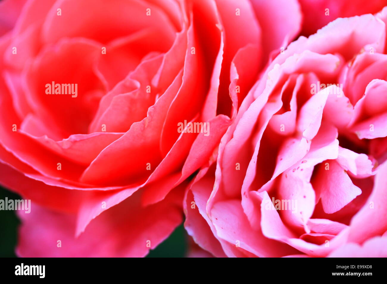 Two roses hi-res stock photography and images - Alamy