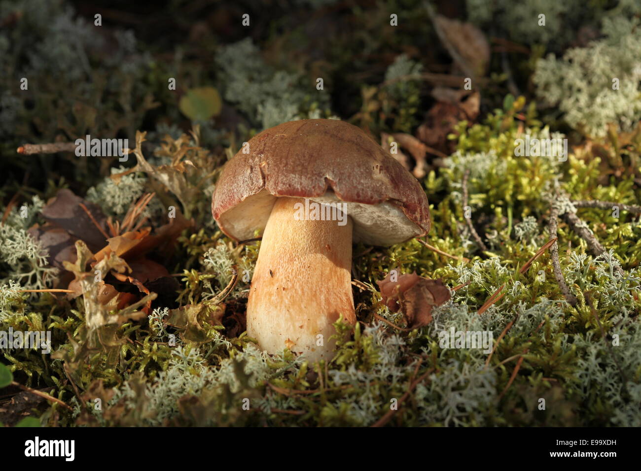Cepe - Edible Mushroom Stock Photo - Alamy