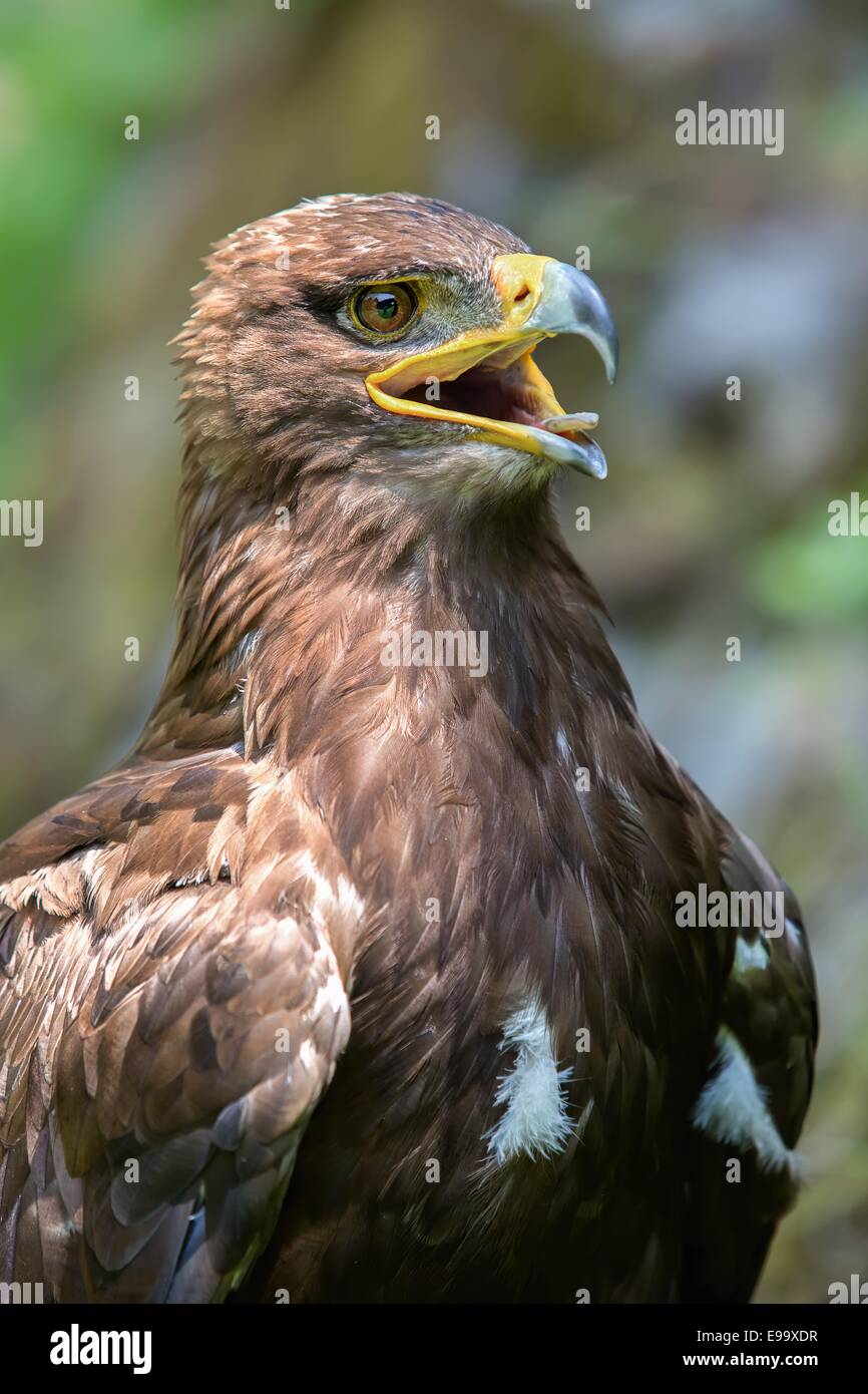 Close up of the head of a beautiful eagle Stock Photo - Alamy