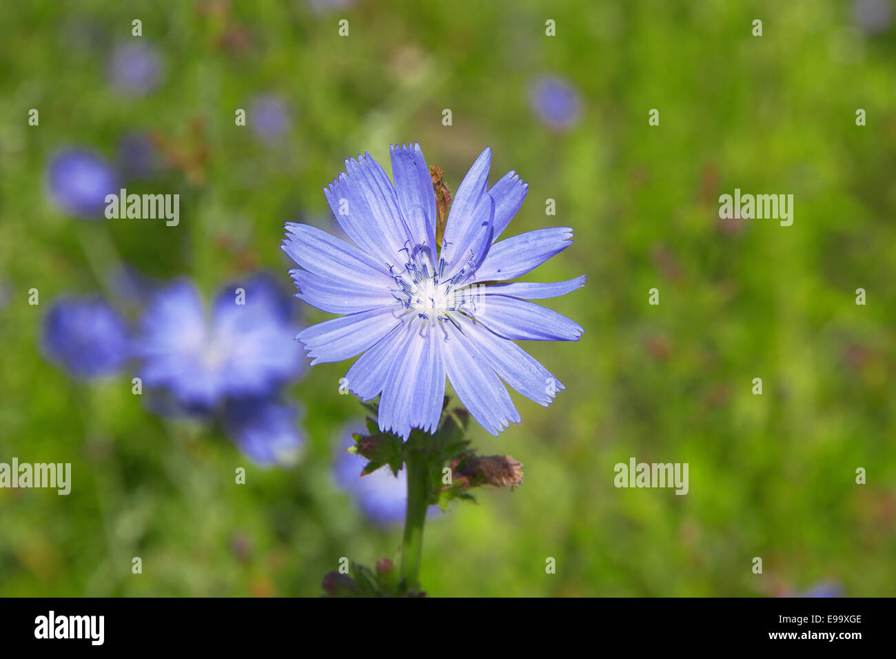 Chicory landscape hi-res stock photography and images - Alamy