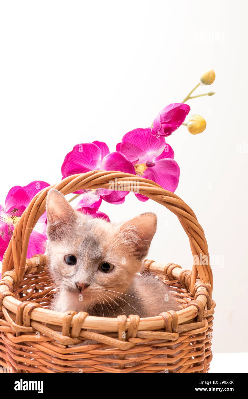 Little funny kitten Stock Photo - Alamy