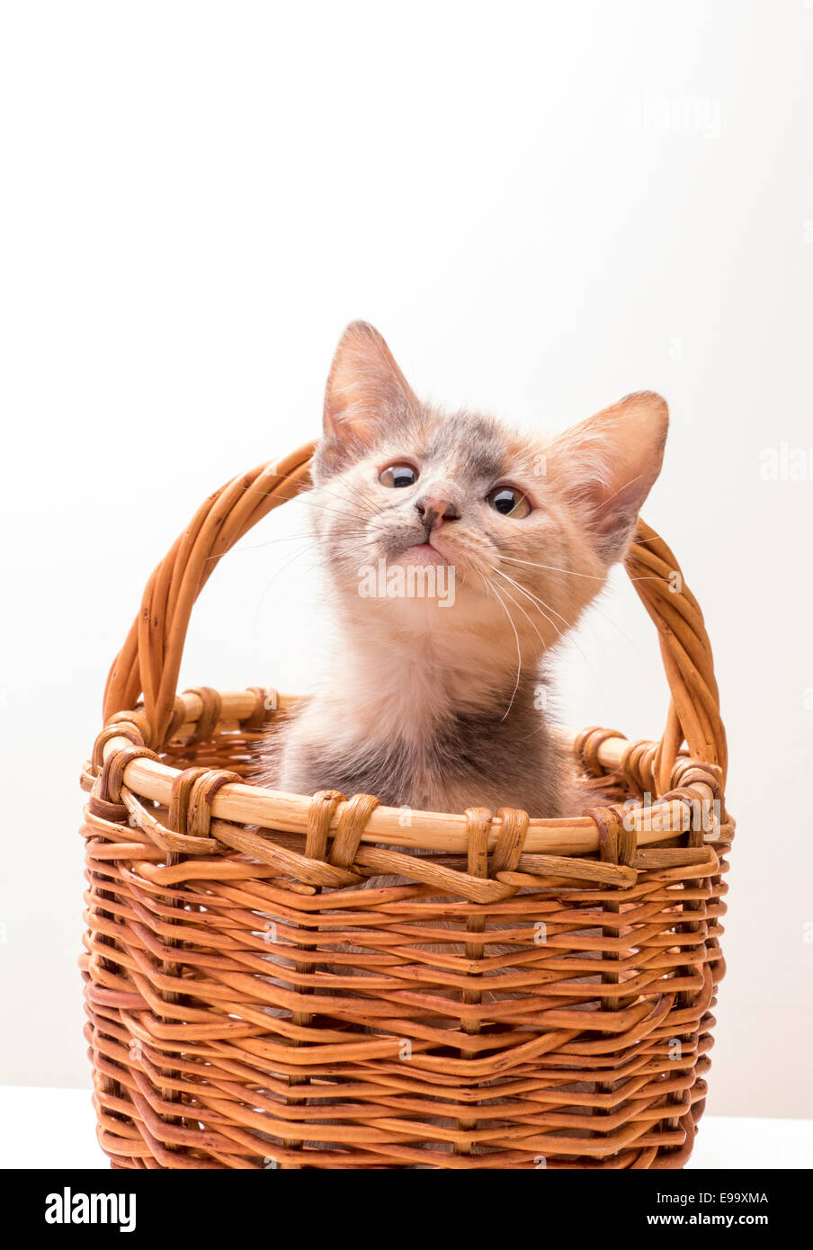 Little funny kitten Stock Photo - Alamy